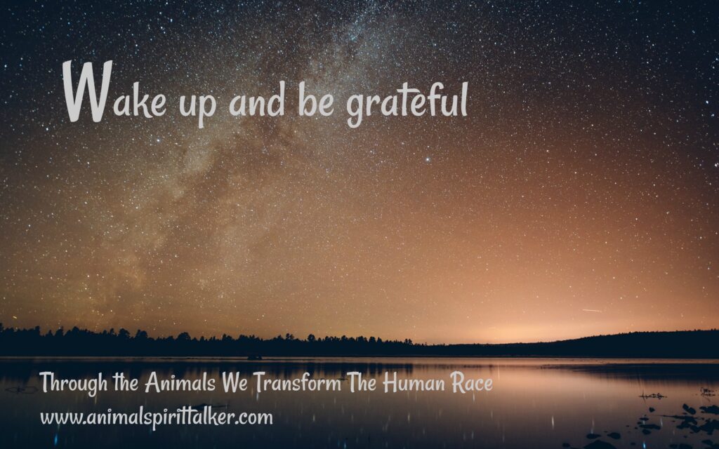 12 Tips to Communicating With Your Animals - Animal Spirit Talker